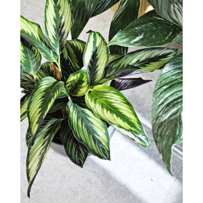 Calathea 'Beauty Star' - kalatea D14 H50