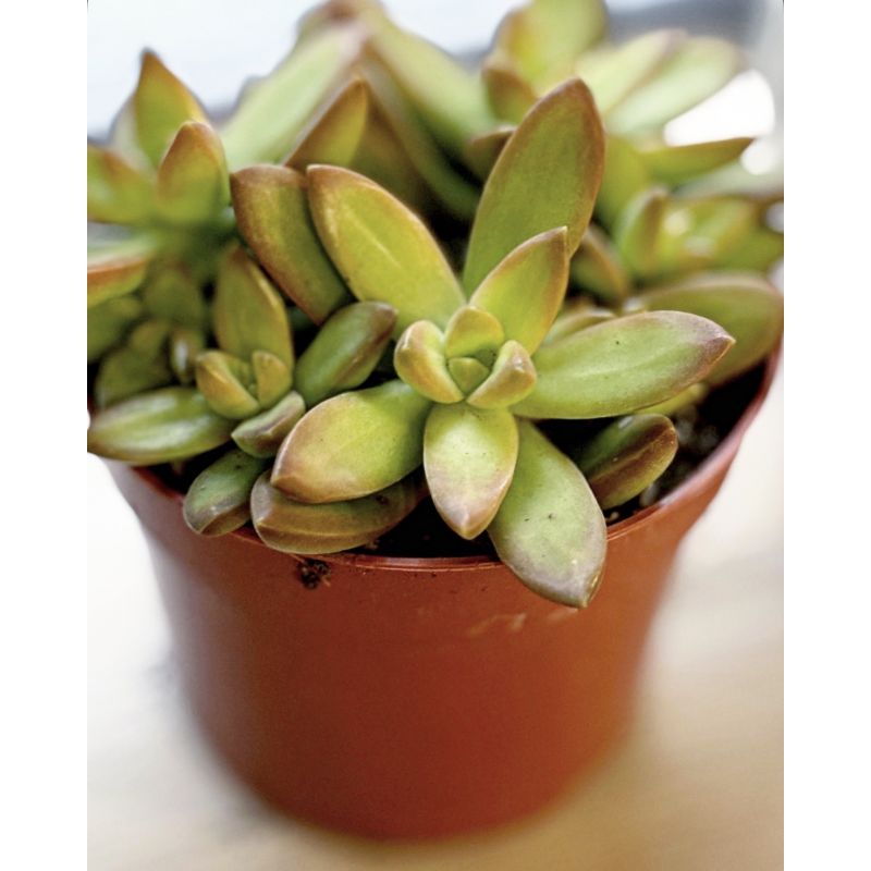 Sedum adolphi - rozchodnik | Parapet - rośliny & doniczki